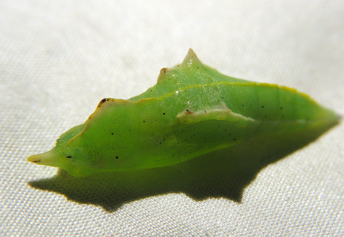 Wanderin' Weeta (With Waterfowl and Weeds): Out of a green chrysalis, a ...