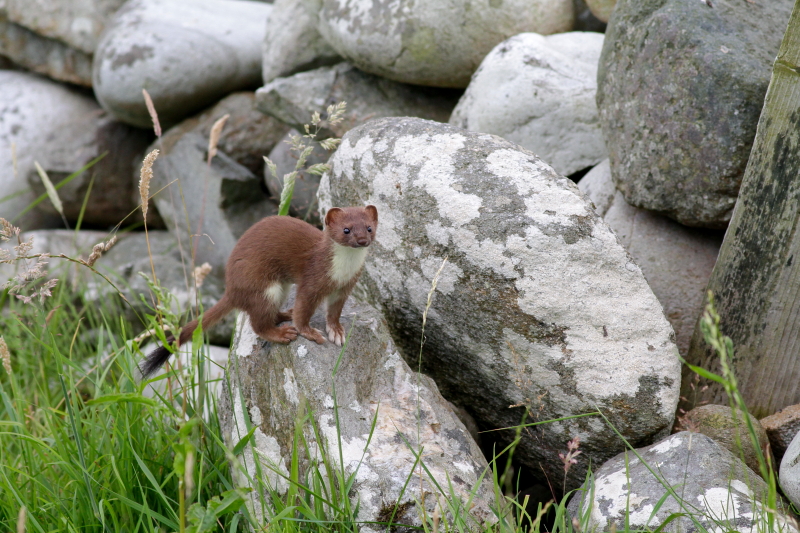 Dermot Breen's Blog: Irish Stoat Part 1