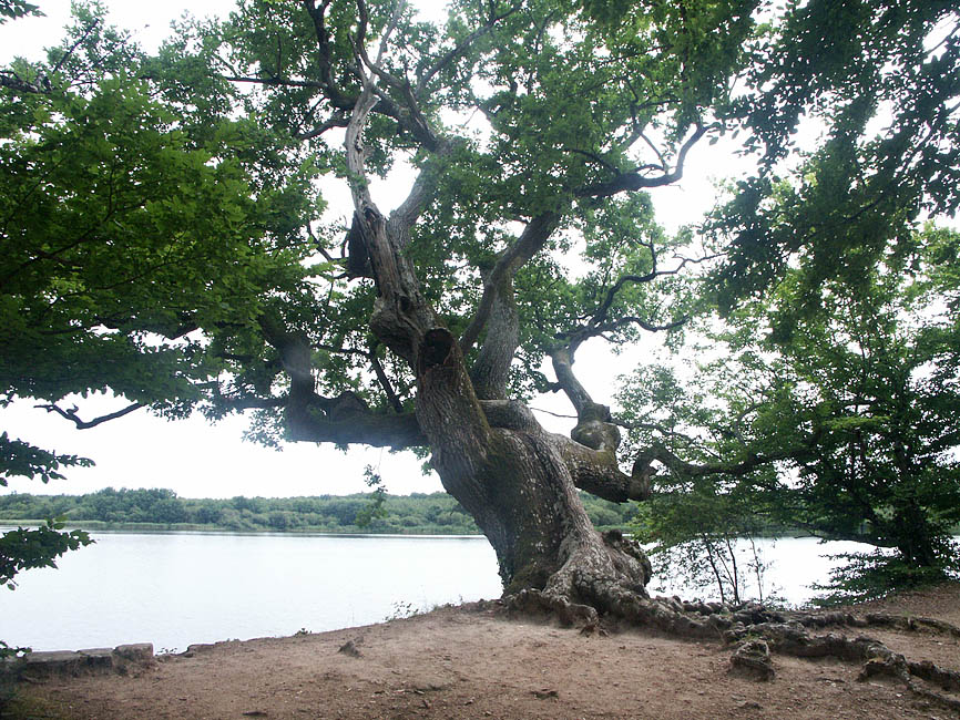 Loire Valley Nature: Oaks - Quercus spp
