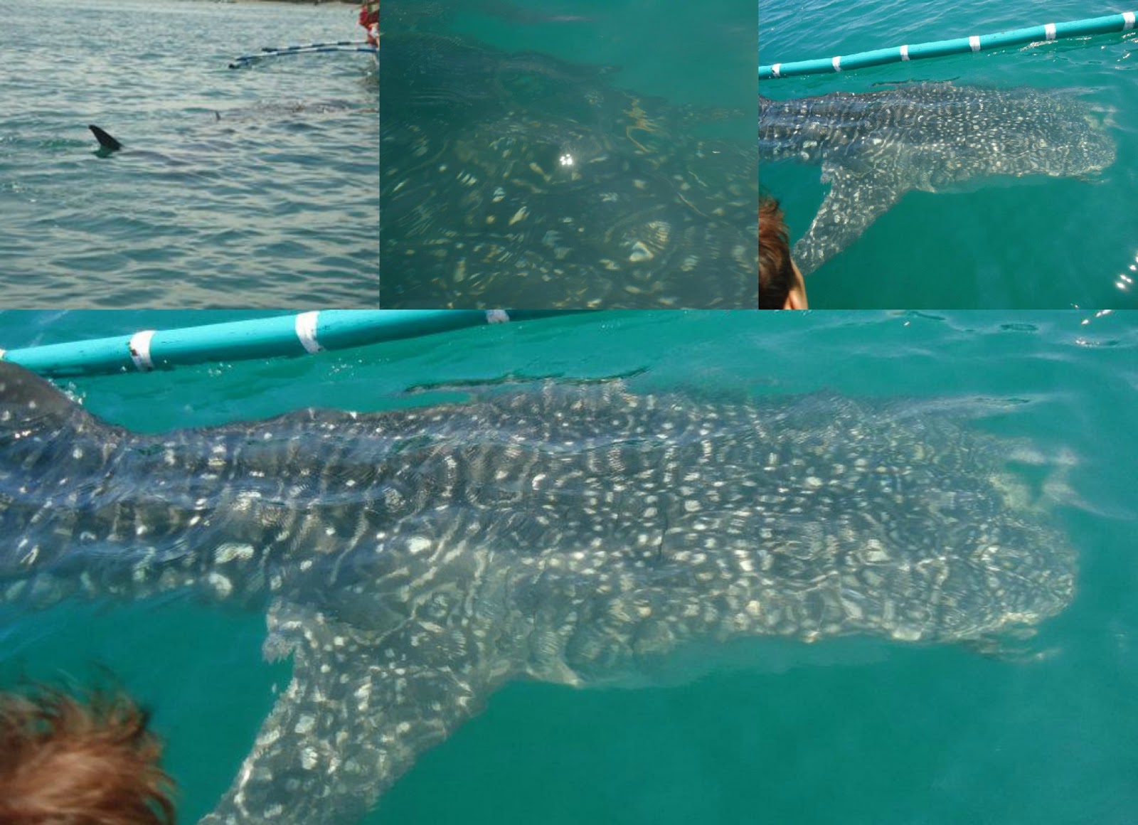 Pangasinan : Fascinated With The Butanding, San Fabian Beach and Our ...