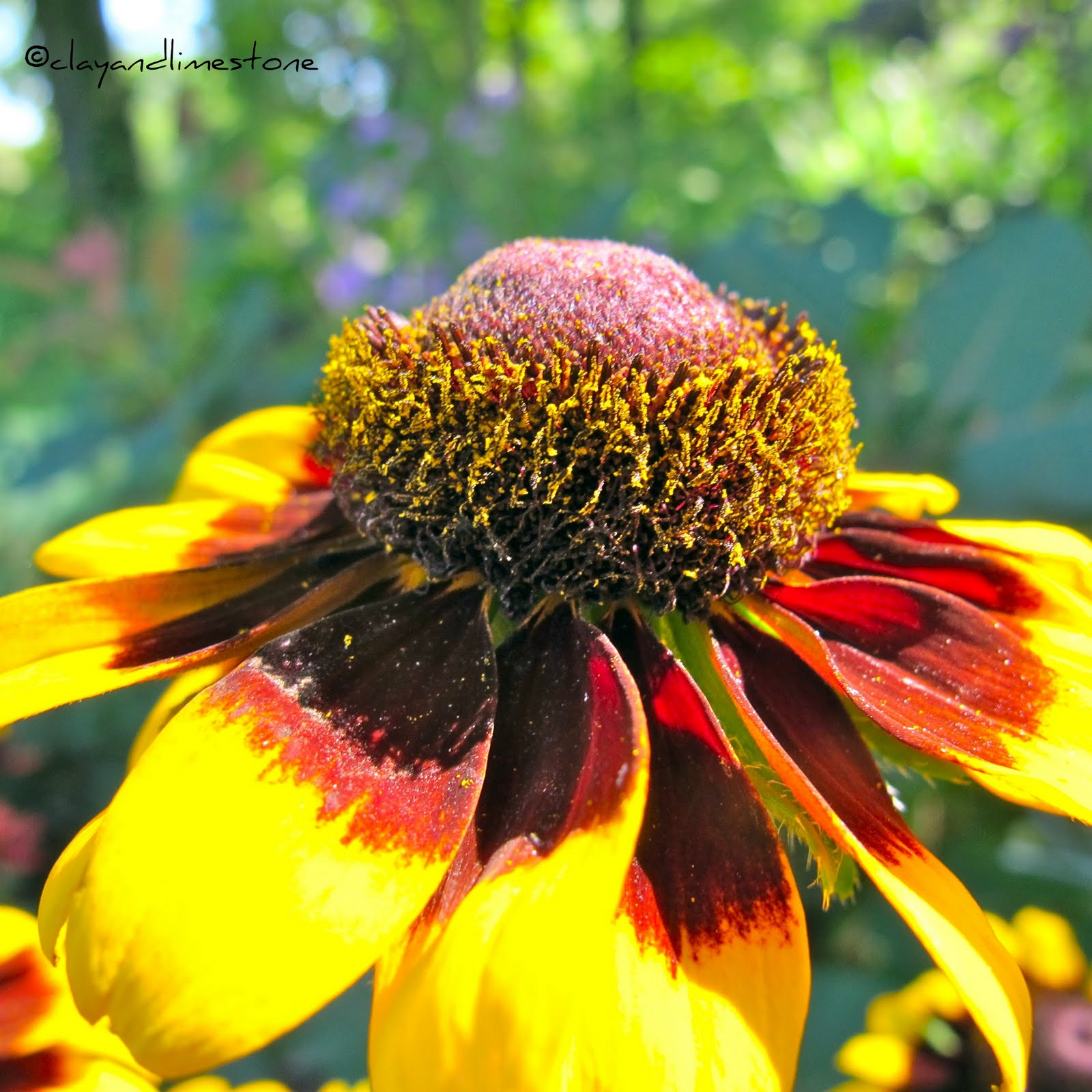 clay and limestone: Glorious Gloriosa Daisy
