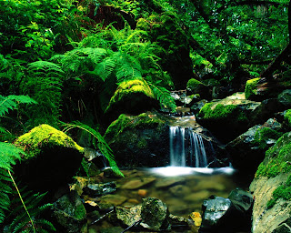 wallpaper zh: nature pictures forest