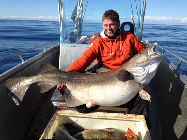 International Fishing News: NORWAY: giant 100 plus lb Atlantic Cod landed!