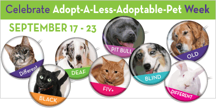 Talking Dogs at For Love of a Dog: Adopt a Less Adoptable Pet Week ...
