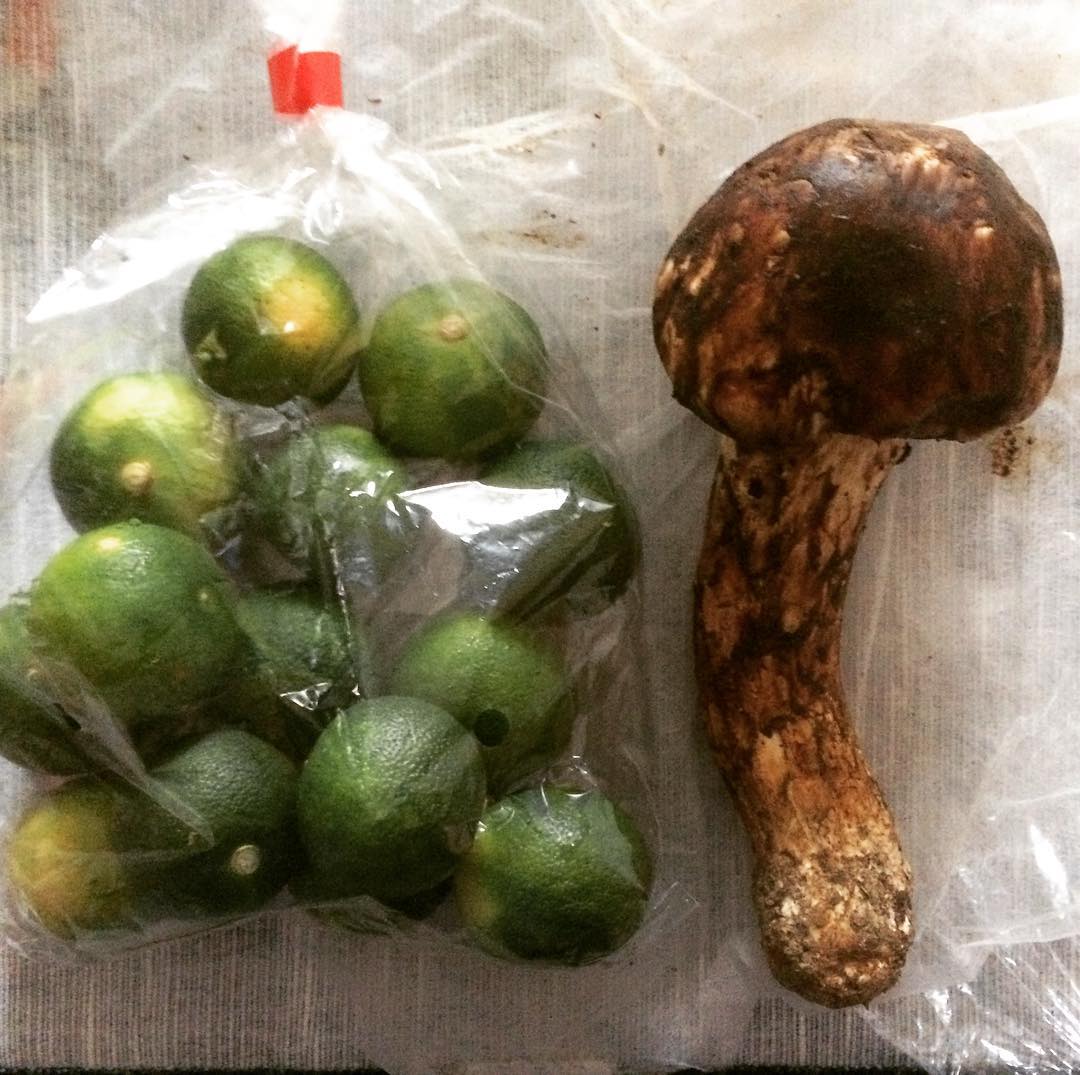 Our Adventures in Japan: bambucha