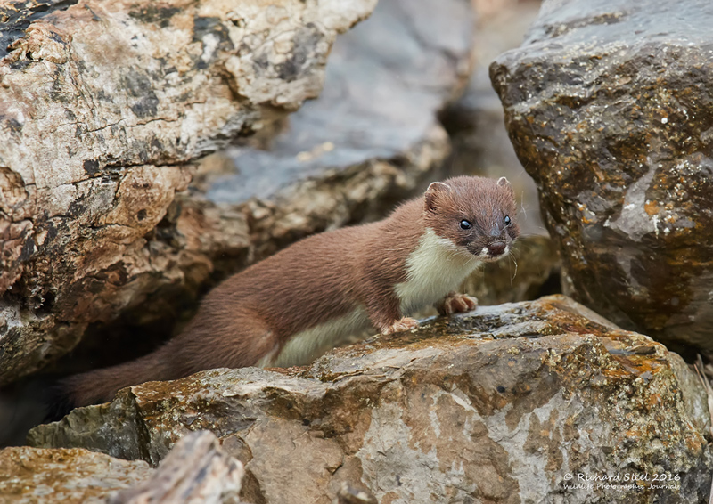 Wildlife Photographic Journals: A Morning with Stoats