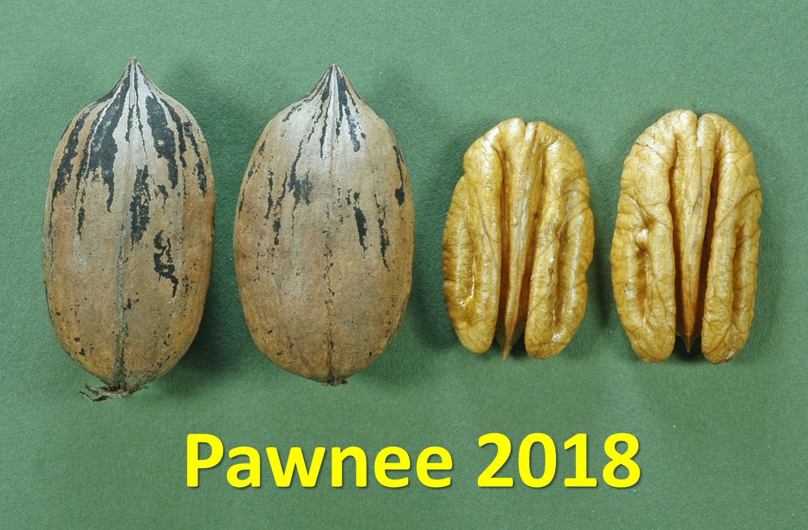 Northern Pecans: 2018