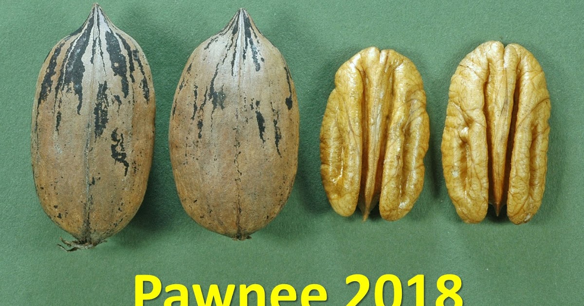 Northern Pecans: Pawnee needs crop load management