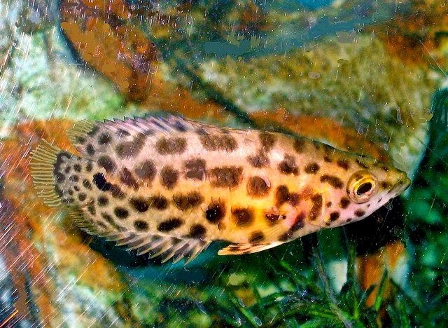 Leaf Fish (Monocirrhus polyacanthus) ~ Dunia Air
