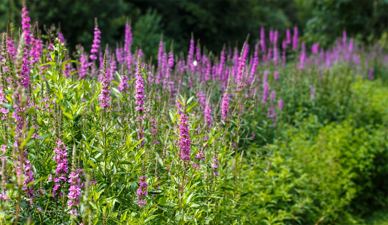 Wilde planten in Brugge: Grote kattenstaart - Lythrum salicaria