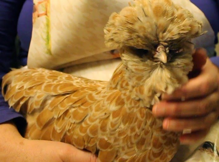 Menacanthus Stramineus