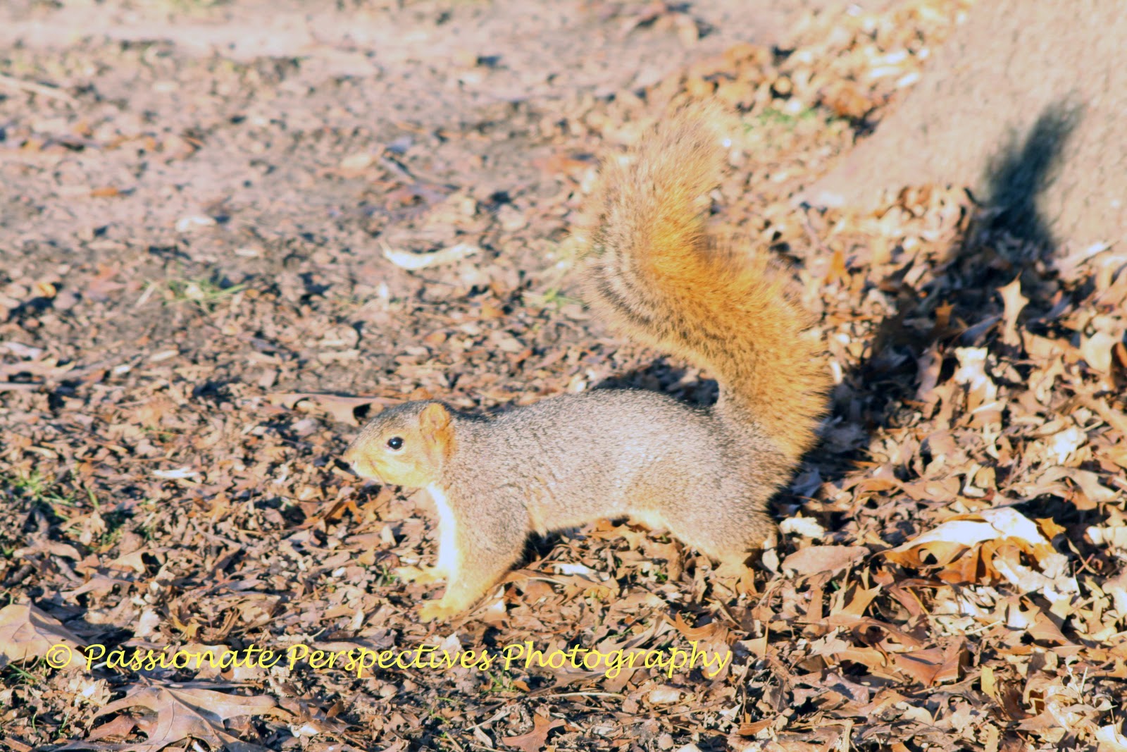 Feeling a Little Squirrelly?