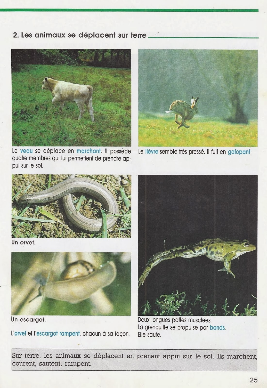 Leçons de choses: 6. La locomotion chez les animaux