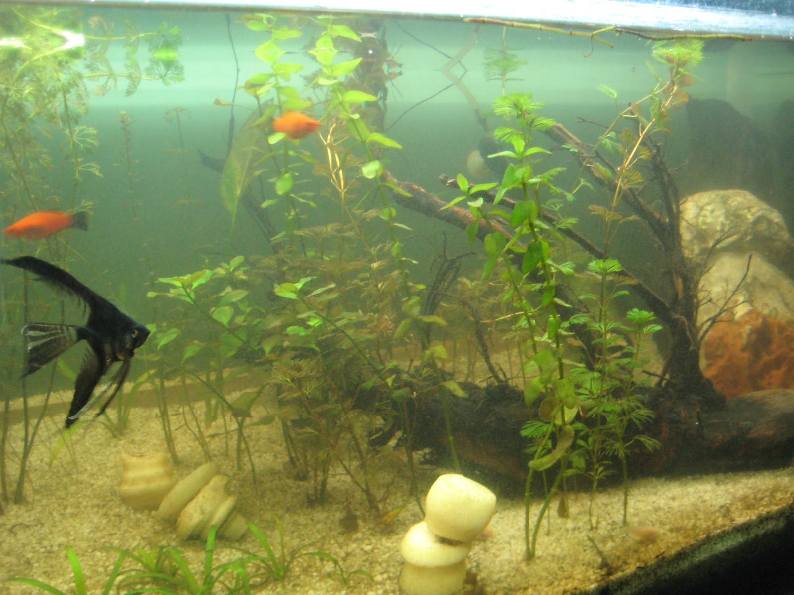 My Fresh Water Aquarium - Natural Planted Tank (Walstad Method).: April ...
