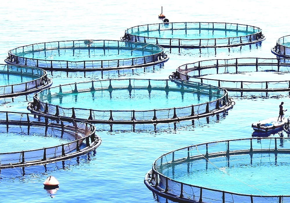 Fish Farming - What Is Fish Farming