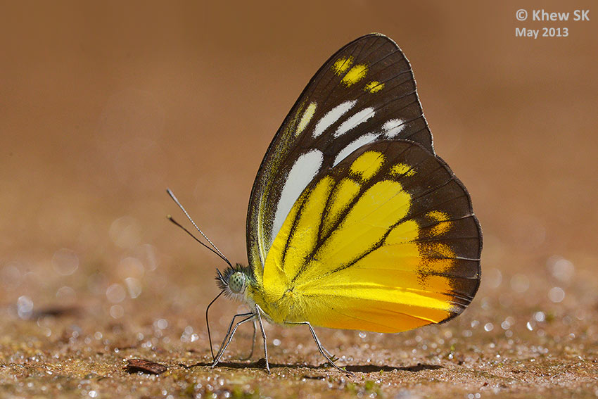 Down Memory Lane - Orange Gull | Butterfly Muse