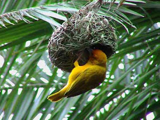 Burung Tempua [19f@G]