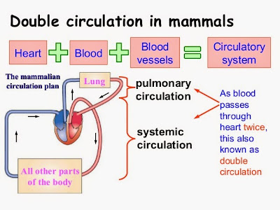 # 44 The circulatory system - blood vessels | Biology Notes for A level