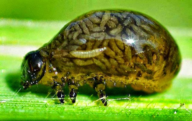 Strange Creatures Unexplained ...!!!