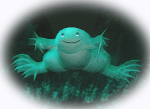 pacolem: éloge du Xénope