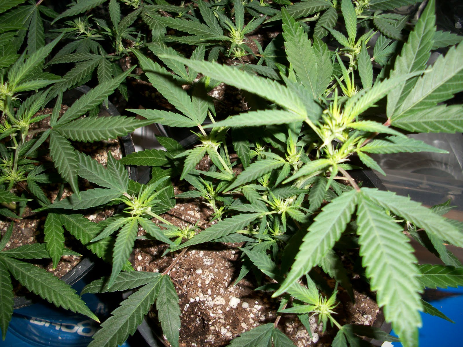 Super Skunk 400w HPS (TehBosh) Part 5 | The Canna Diaries