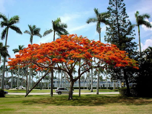 Tarım Siteniz: Akasya Ağaçları (Acacia Trees)