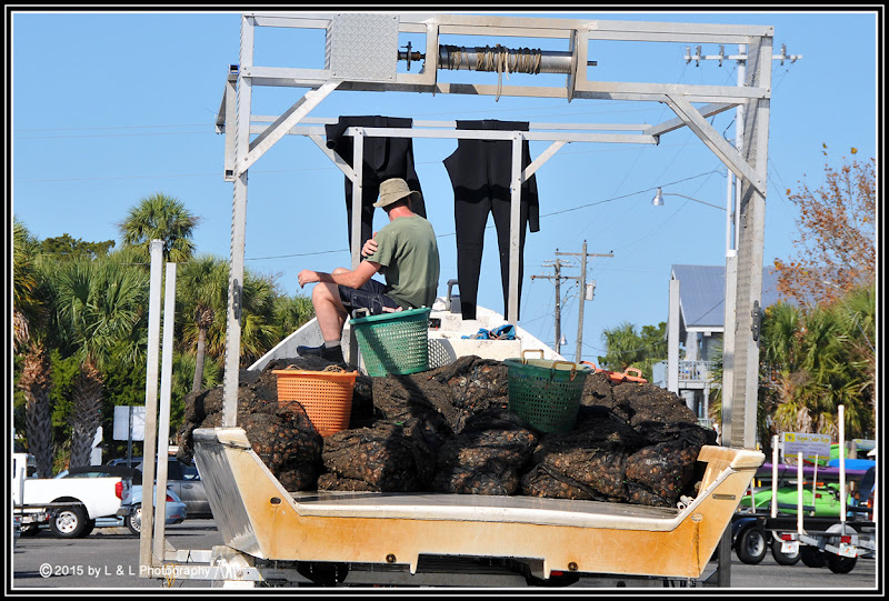 Cedar Key (Florida) Photos: Bringing in the Clam Harvest