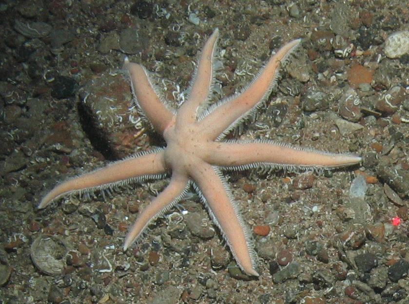 JNCC marine survey update: November 2012