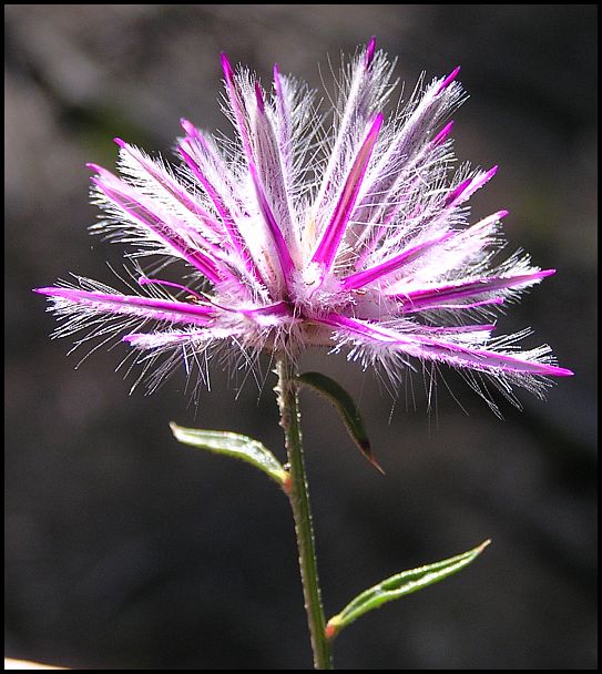 Flora of the Pilliga Forests: Ptilotus semilanatus