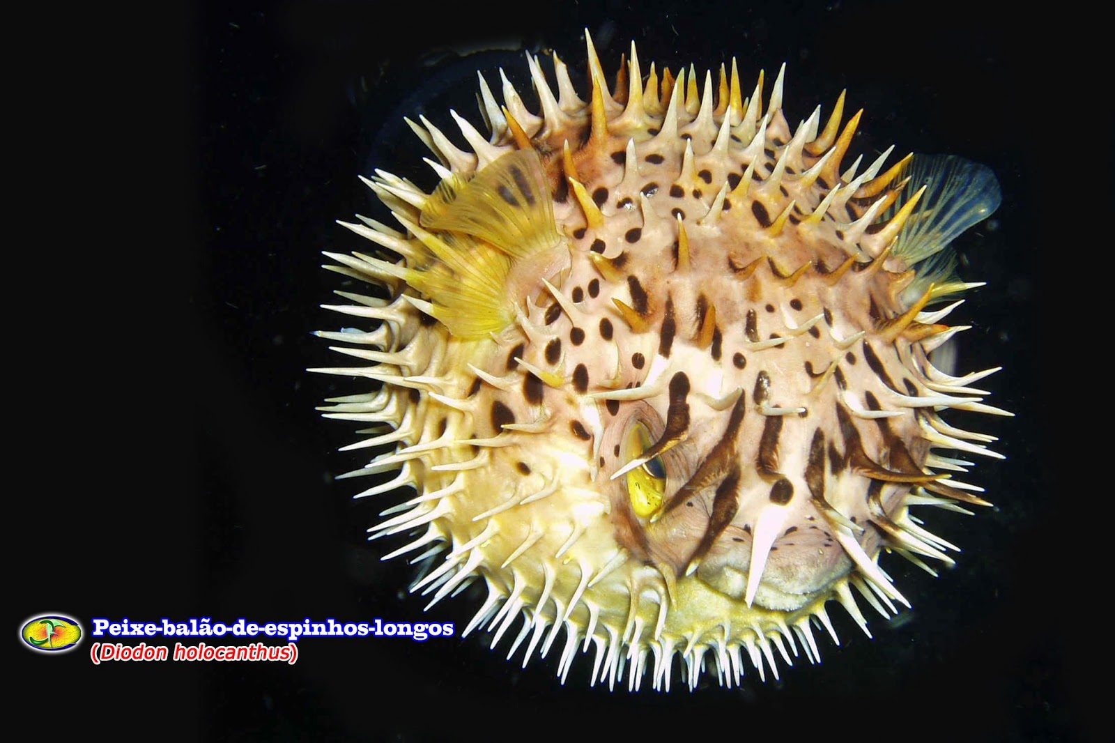 Zoologia: Peixe-balão-de-espinhos-longo (Diodon holocanthus)