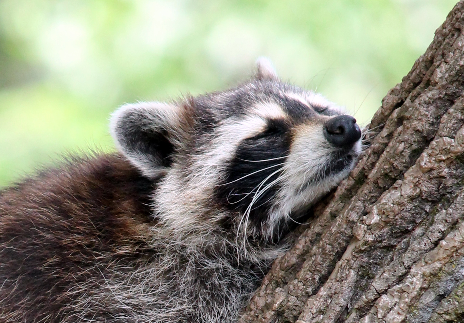 Saindonésie: Apprécier la faune du Québec