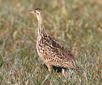 Casares On Line: Habilitaron la caza menor en la provincia: en Casares ...