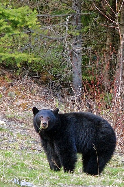 Jana Malinek Photography: Black Bear - Ursus americanus