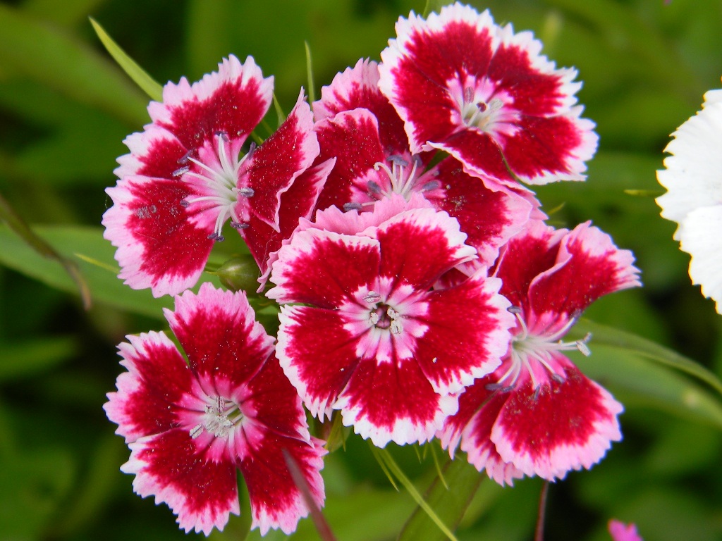 BOTANIKA: Dianthus barbatus