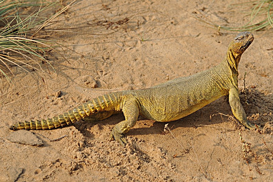 Birds of Saudi Arabia: Arabian Spiny-tailed Lizard - Sabkhat Al Fasl