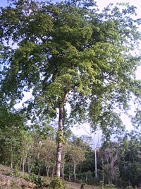 Parnassus Americano: PAQUE O GUAPAQUE