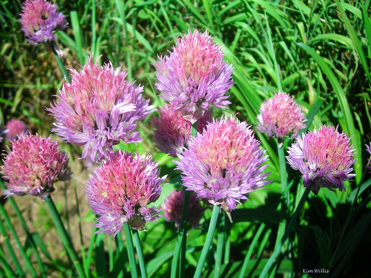 Gardening Granny's Gardening Pages: Chives