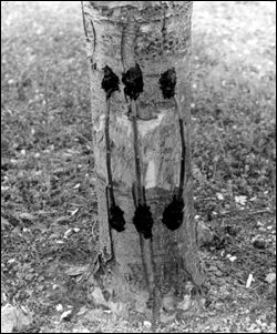 Bridge Garden Picture: Bridge Grafting