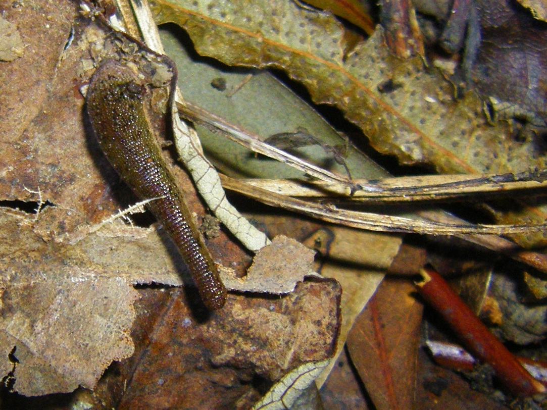 Fauna Photography Formosa: Ryukyu Land Leech (Taipei)