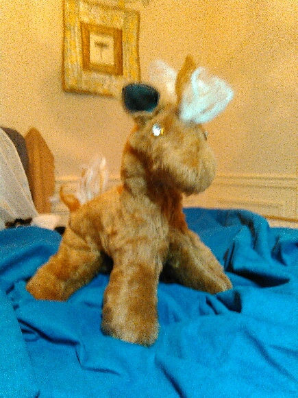 Blessi ngs--Life with an Icelandic Horse: Kimni from Tolting Treasures