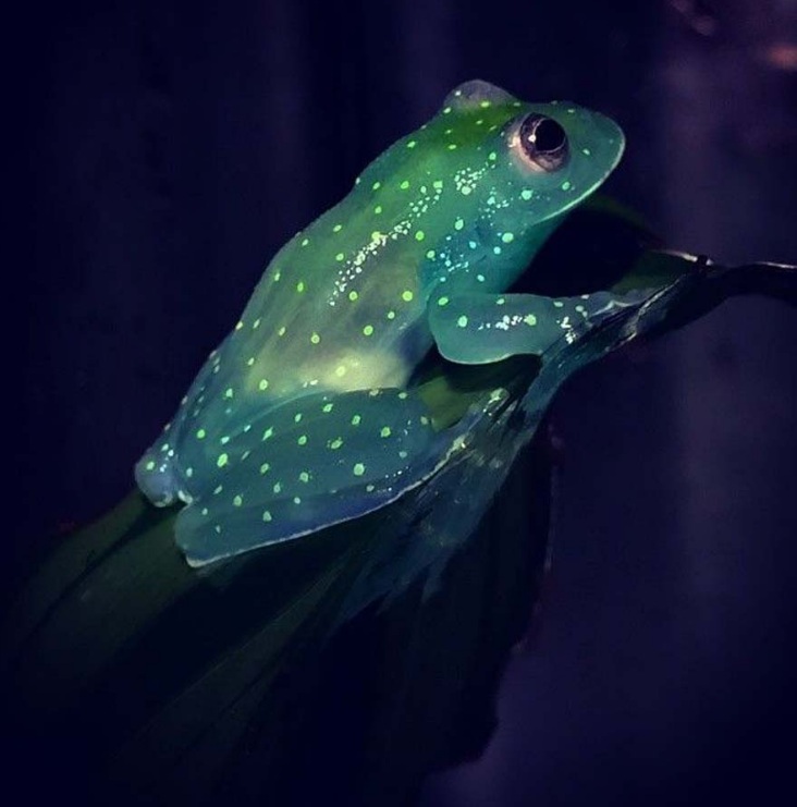 LOOK: The World's First Ever Fluorescent Frog Discovered in Argentina ...