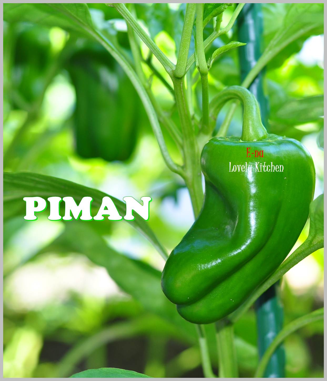 E-NA LOVELY KITCHEN ^_^: Piman