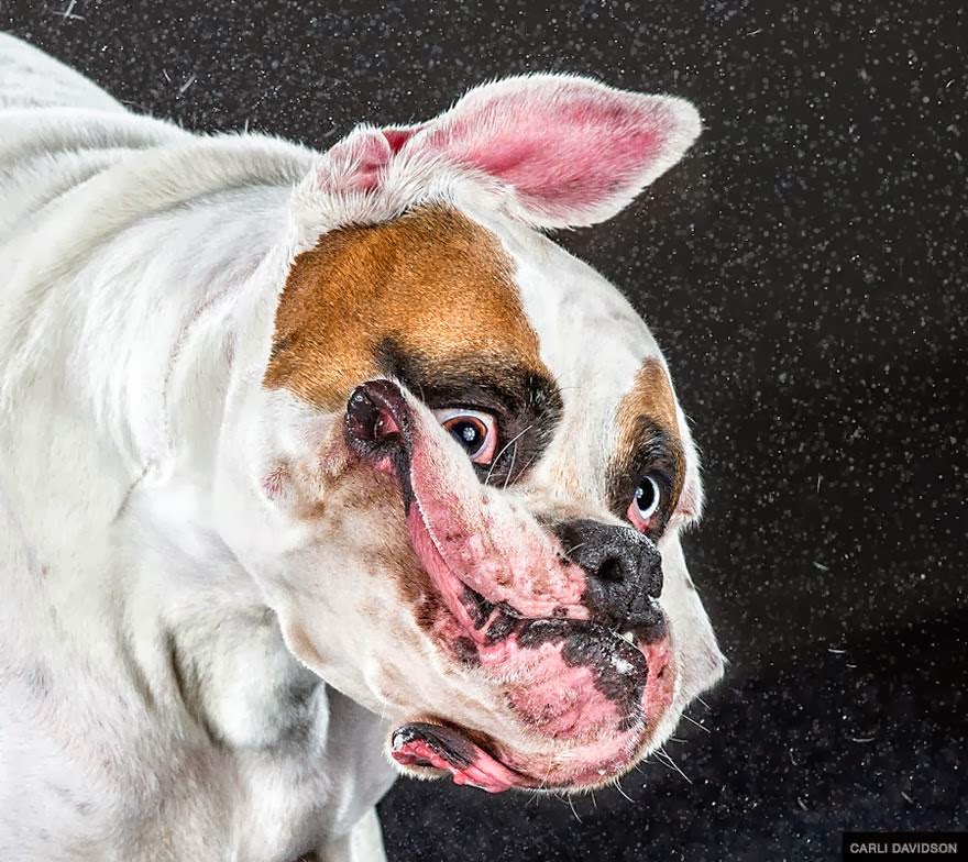 The Gibble: Slow Motion Photos Of Dogs Shaking Their Heads