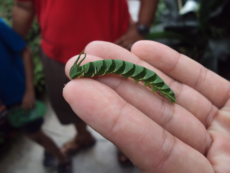 Atuk: PEMBIAKAN RAMA-RAMA