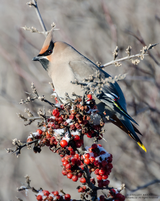 Prairie Nature: Hundreds of Bohemian Waxwings in a Lumsden berry bush