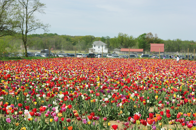 Style-Delights: A Day Among Tulip Fields At Holland Ridge Farms, New Jersey