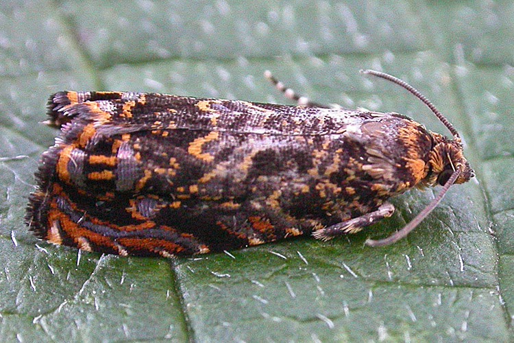 Species of UK: Week 58: Wild Cherry ('Prunus avium')