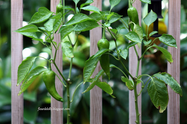 Fleur de Lolly: Stuffed Friggitello (Sweet Italian) Peppers