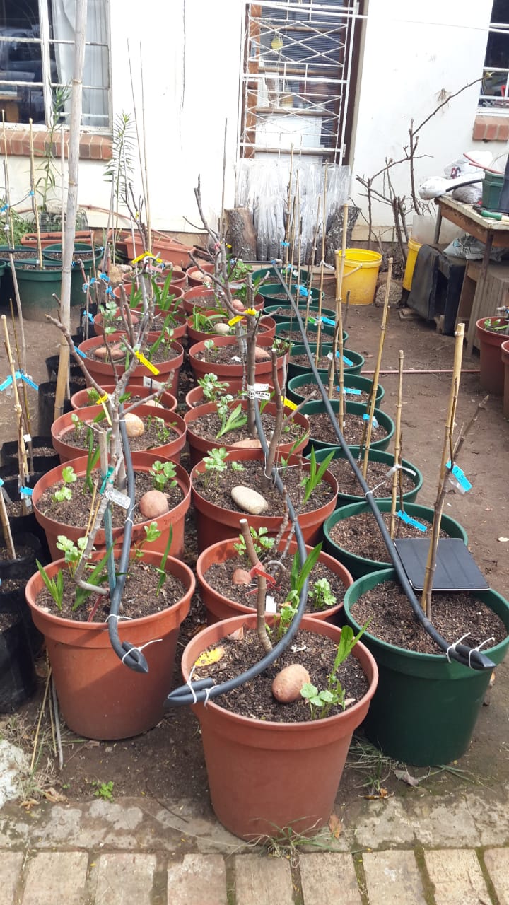 Jacot's Garden: Fig tree collection has doubled - now a certified ...