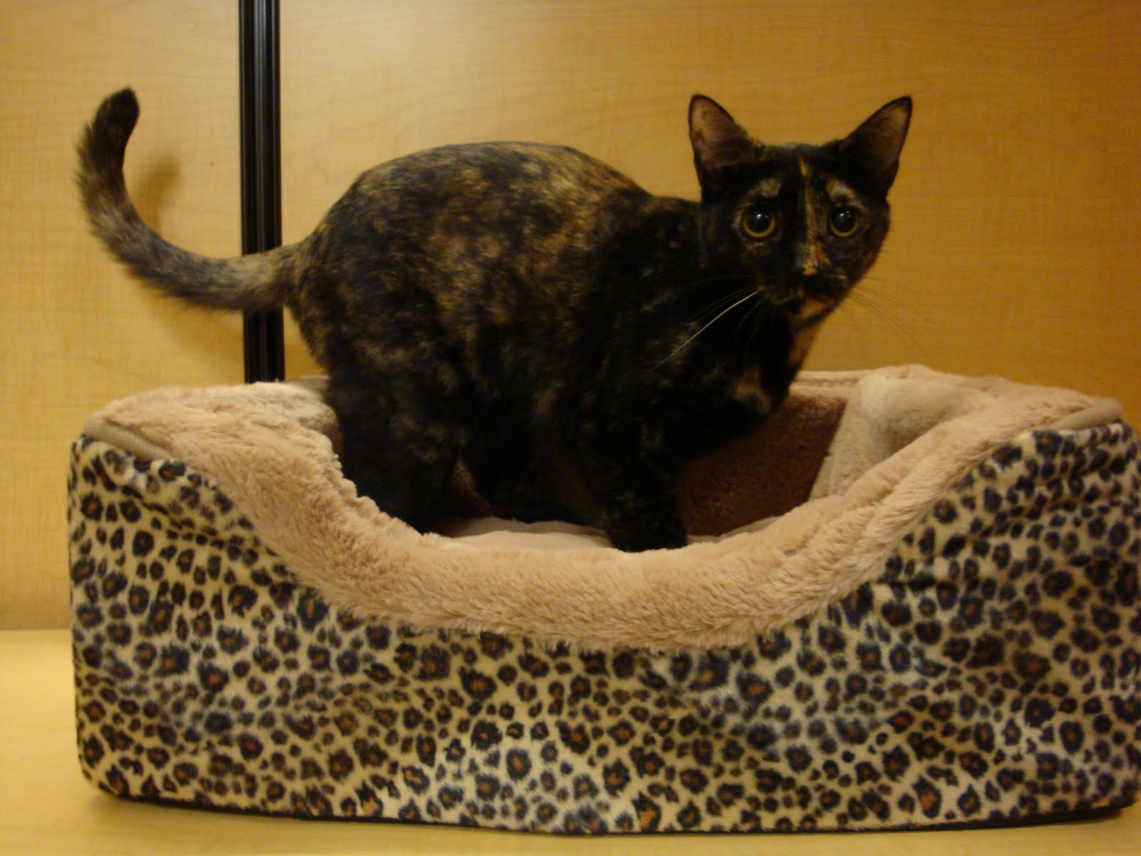 Riverfront Cats, Downtown Miami: Annie & Abby--Adopt both for reduced fee